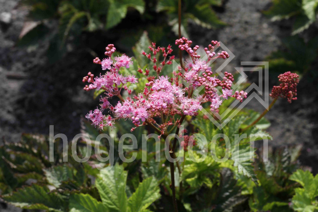 Filipendula 'Kahome'