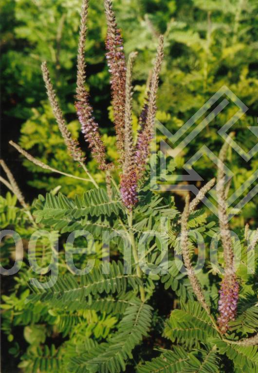 Amorpha canescens